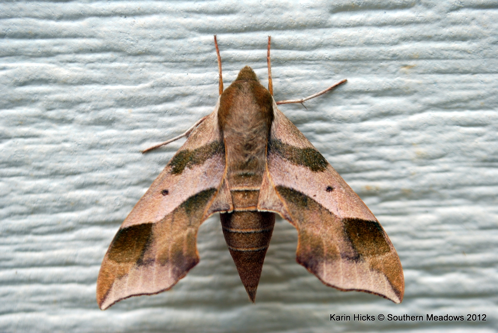 Gardening for the Marvels of the Night