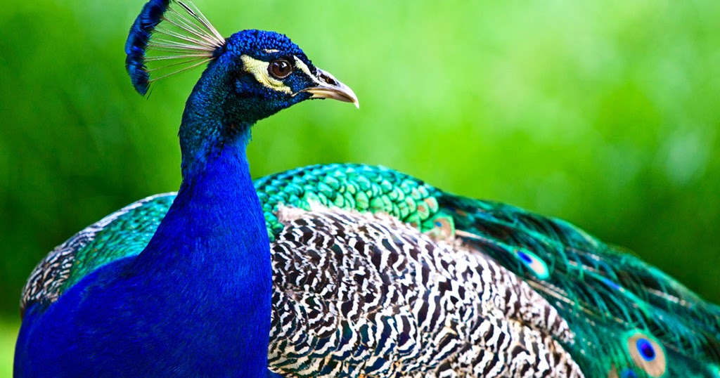 Super Fun Facts About Peacock's: My favorite thing about Peacocks...