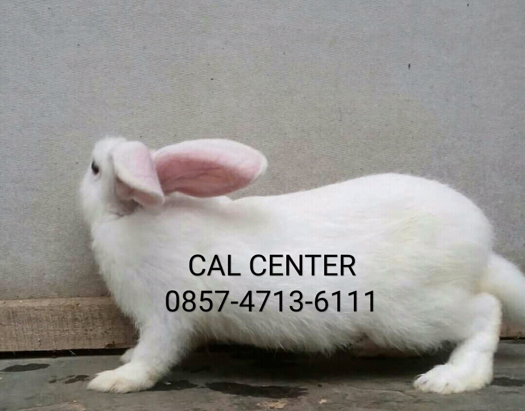 Jenis Kelinci flemish giant | Kebutuhan Kelinci