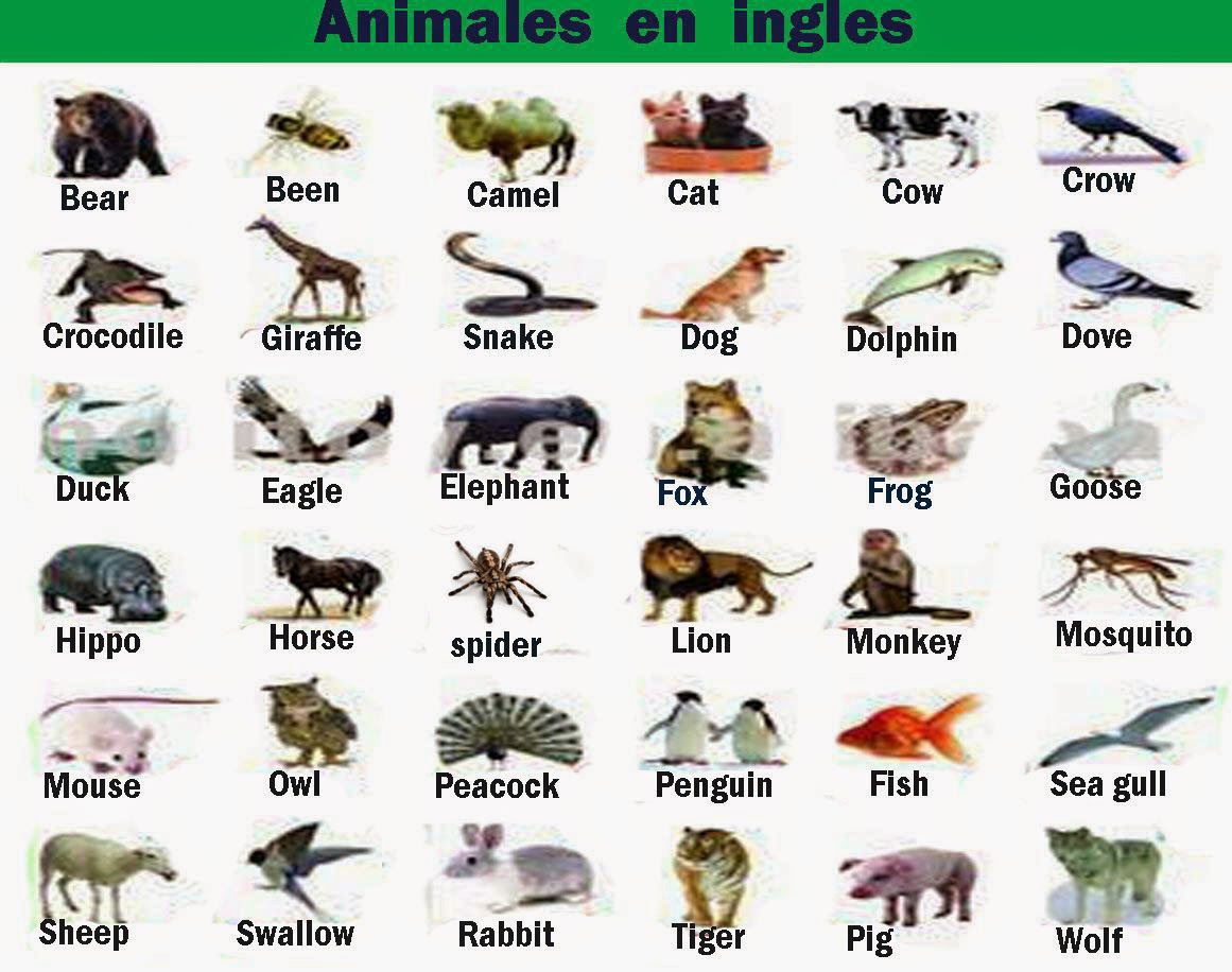curso de ingles: Animales