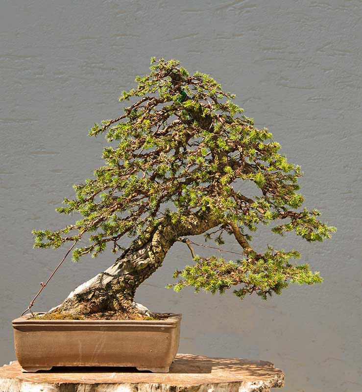Walter Pall Bonsai Adventures: European spruce #4