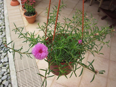 The Blackmentos Beauty Box: Garden: Fruits, vegetables and sunflowers!