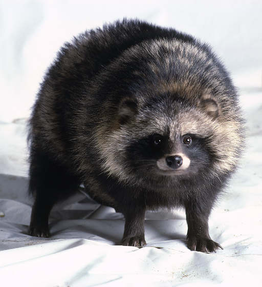 African Raccoon Dog : r/aww