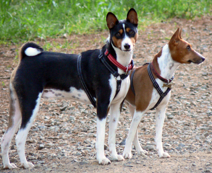 Basenji - Vigilant Hunting Dog Breeds | Best Puppys