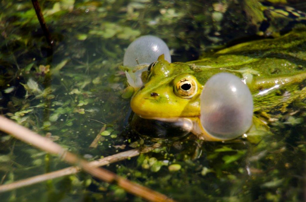 BEIJUMNIEUWS: MOMENTEEL ELKE AVOND EN NACHT EEN KIKKERCONCERT