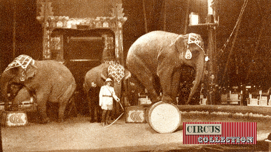 Circus -Collection: Les éléphants au cirque Knie 1930-1939