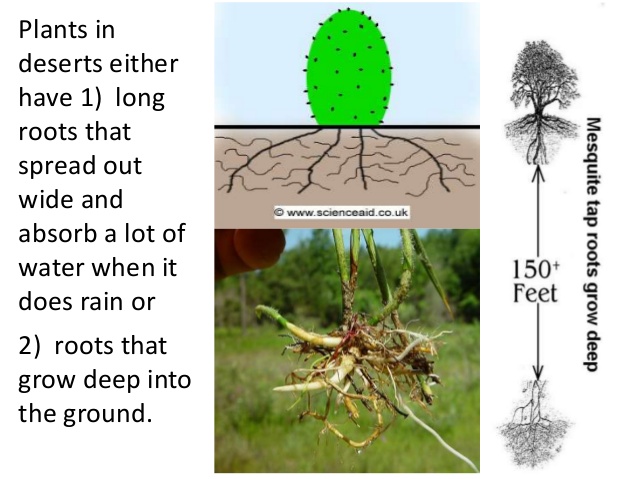 Phenotype and Morphology influencing specialisation: a pathway to ...