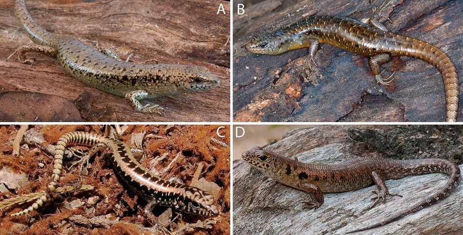 Species New to Science: [Herpetology • 2020] Sphenomorphus phuquocensis ...