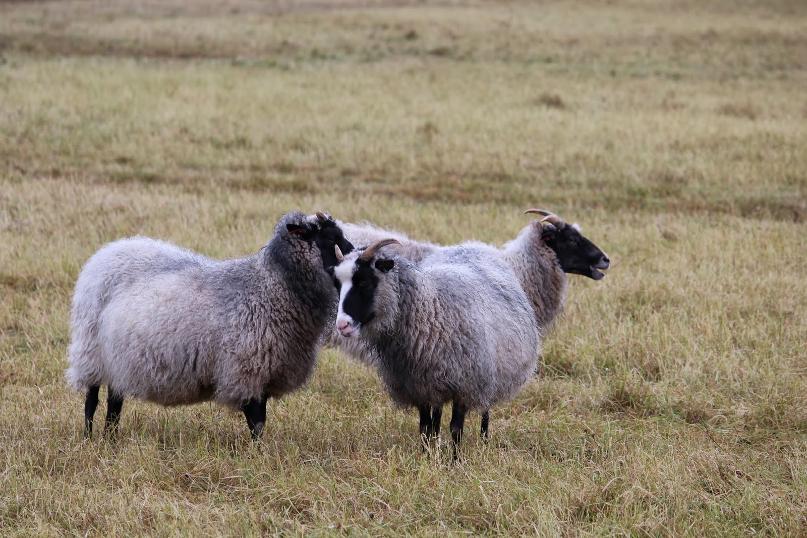 Hillevis Trådar: Åland sheep and Finnsheep