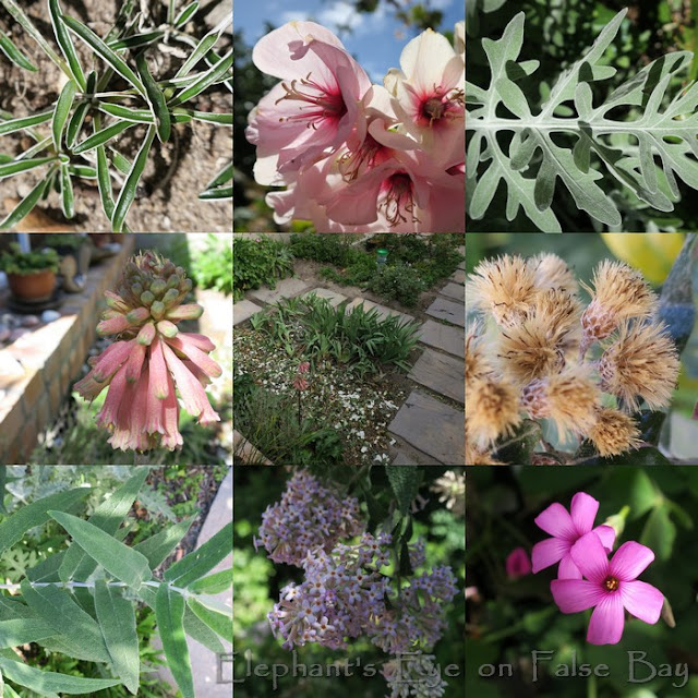 False Bay garden in September