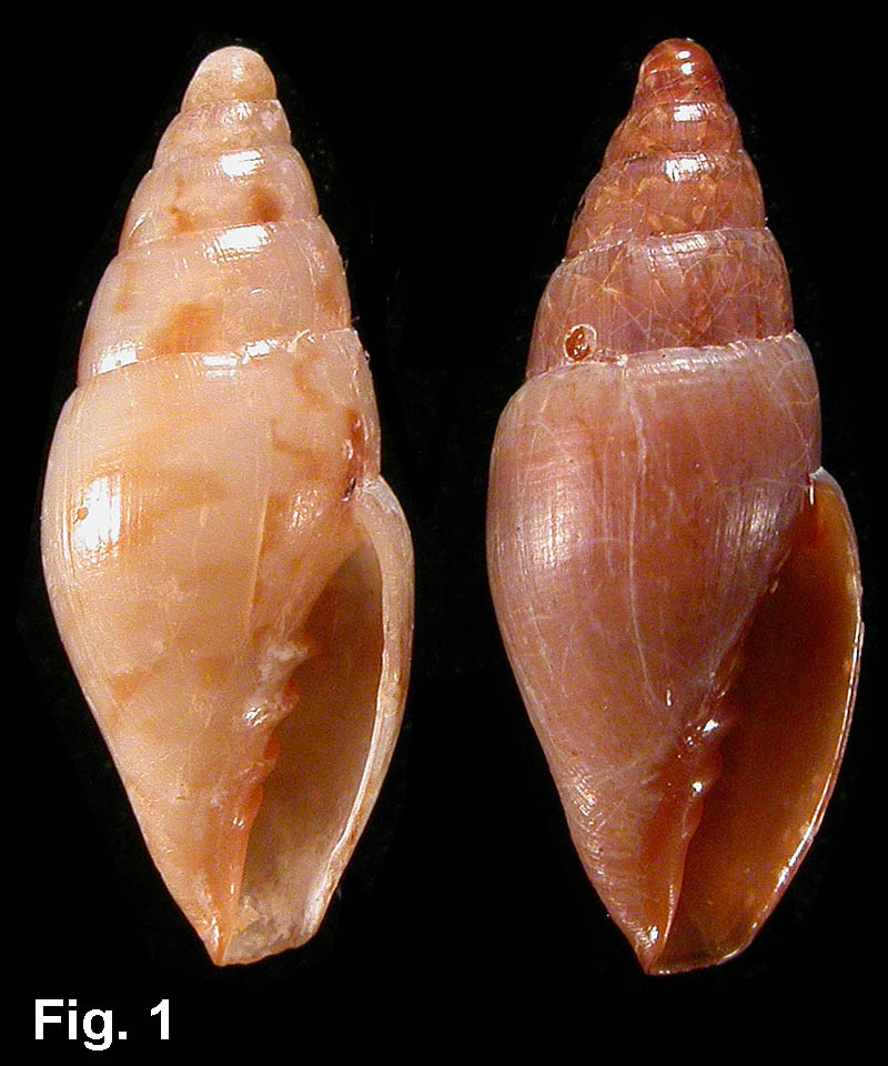 Variety of Life: Volutomitridae