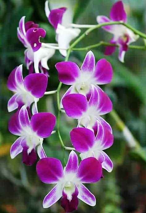 National Flower of Indonesia