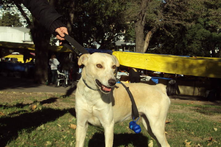 Adoptándonos: Martín García, lindo perro color crema en adopción
