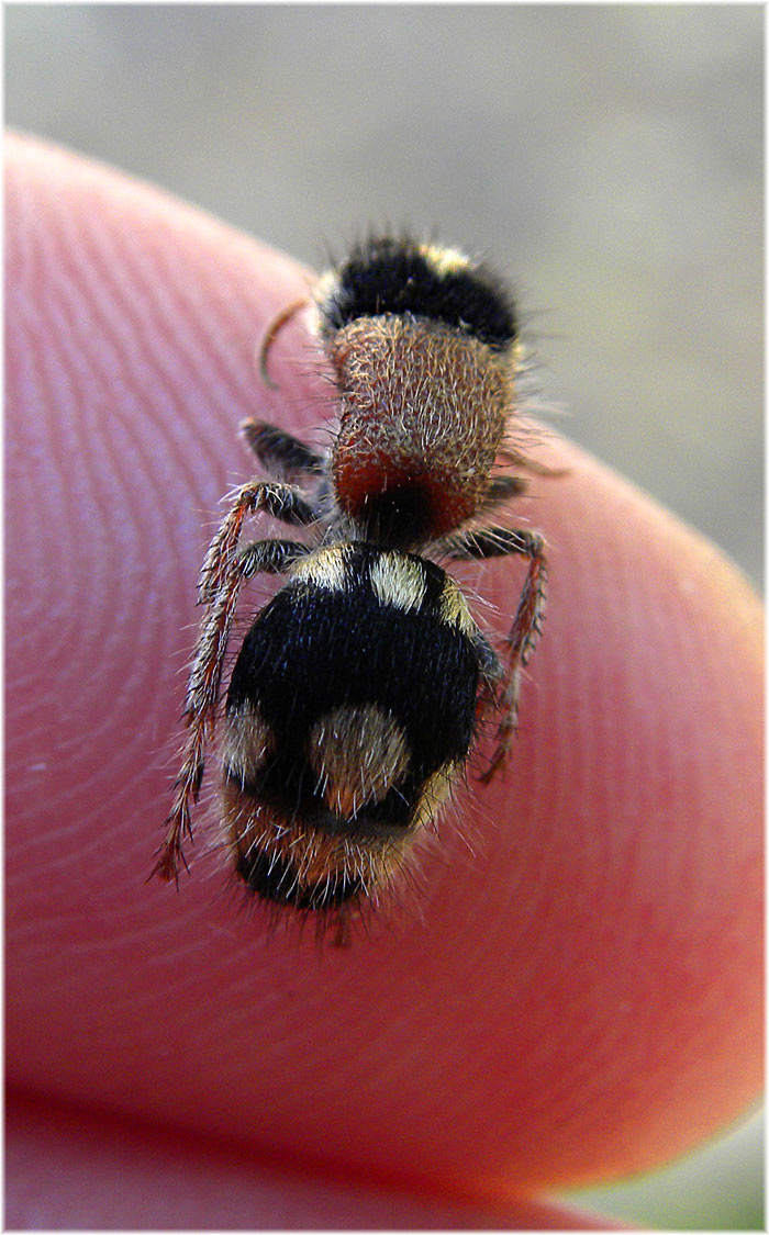 FOTO NATURA HUESCA 2: RONISIA Costa, 1858 mutillidae mutilla