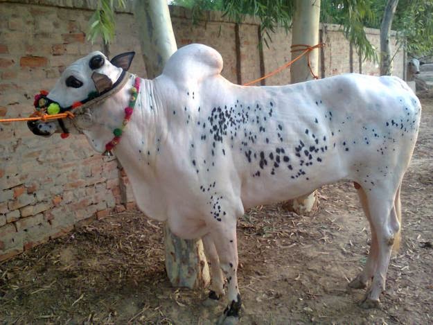 All Animals: Ox Profile,Latest news,Photos