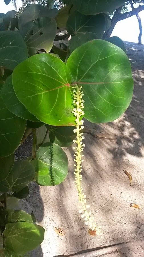 Coccoloba uvífera o uva de playa, icaco, Seetraube, raising marine ...
