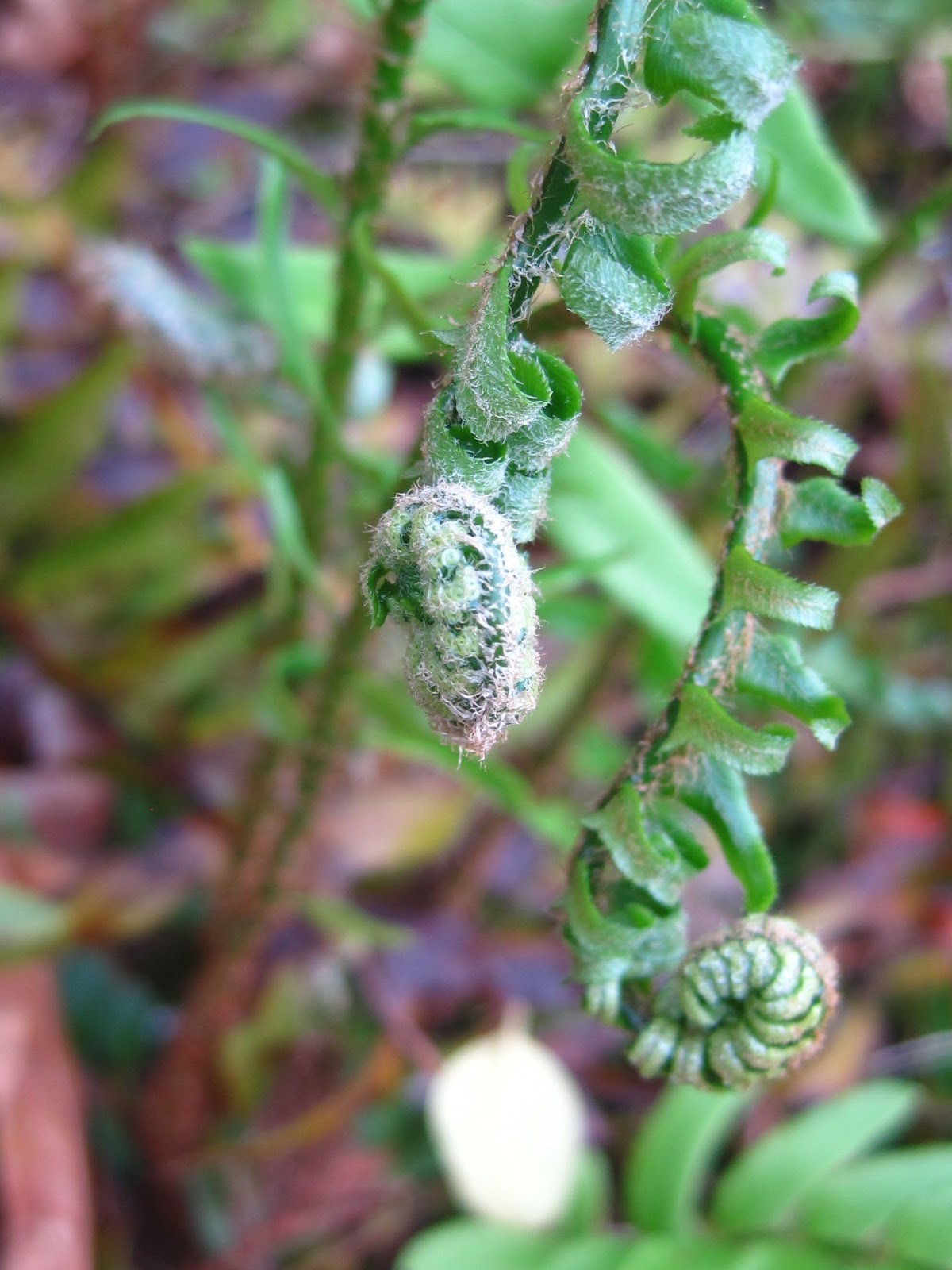 Tea With Friends: A fun fern find