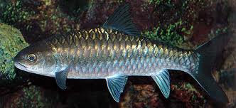 Lampam Jawa and Kelah Fish | Info to Read