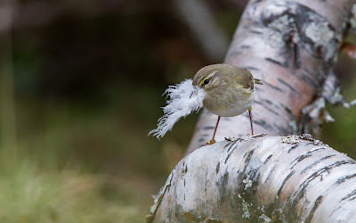 Janin luontokuvia: Pohjoisen reissu 2012 osa 2 - Kilpisjärvi