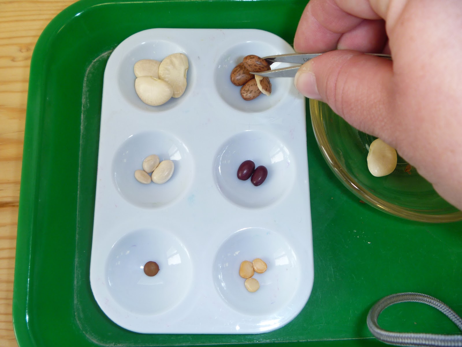 Crazy About Montessori: Seed Sorting
