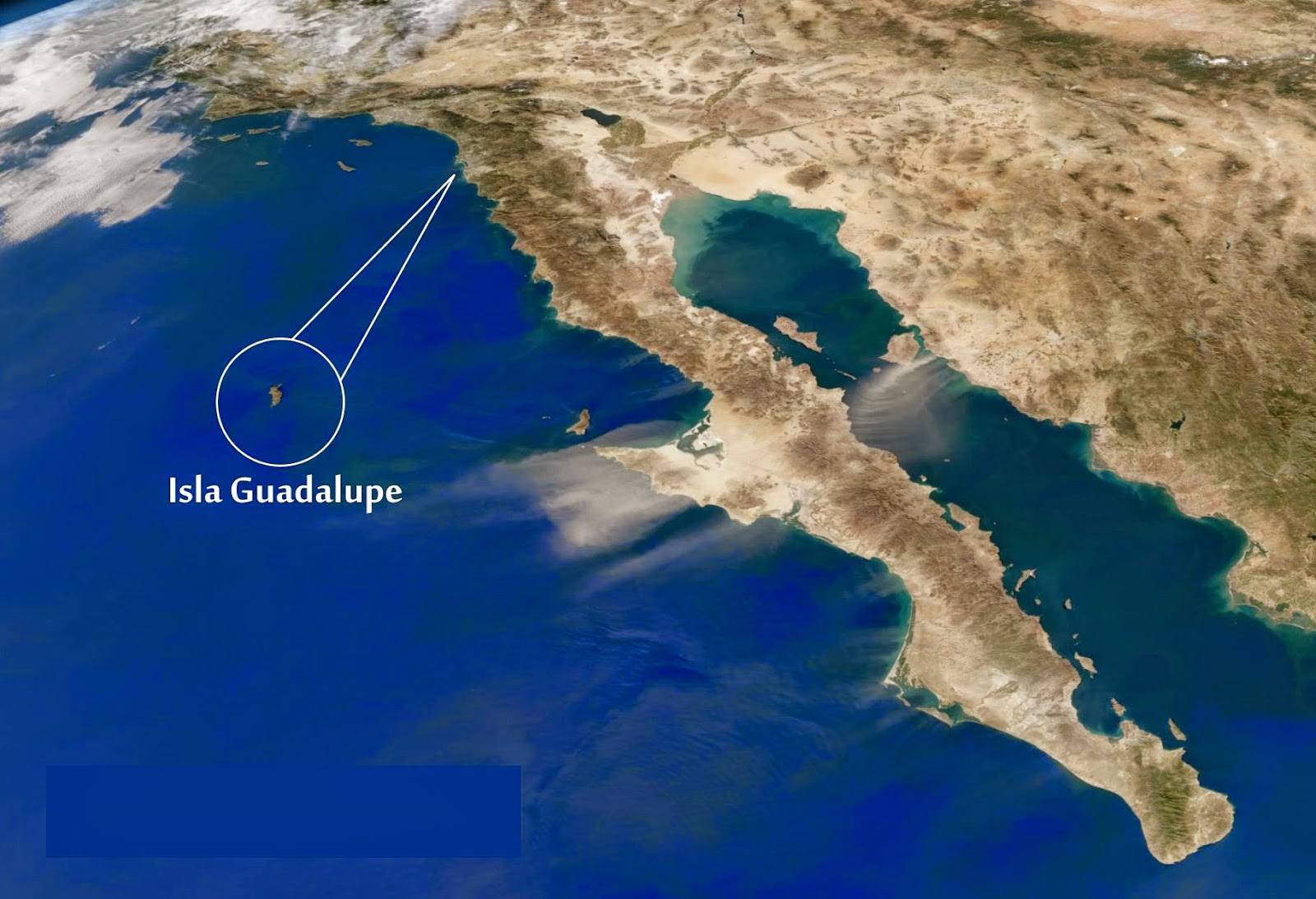 Isla Guadalupe