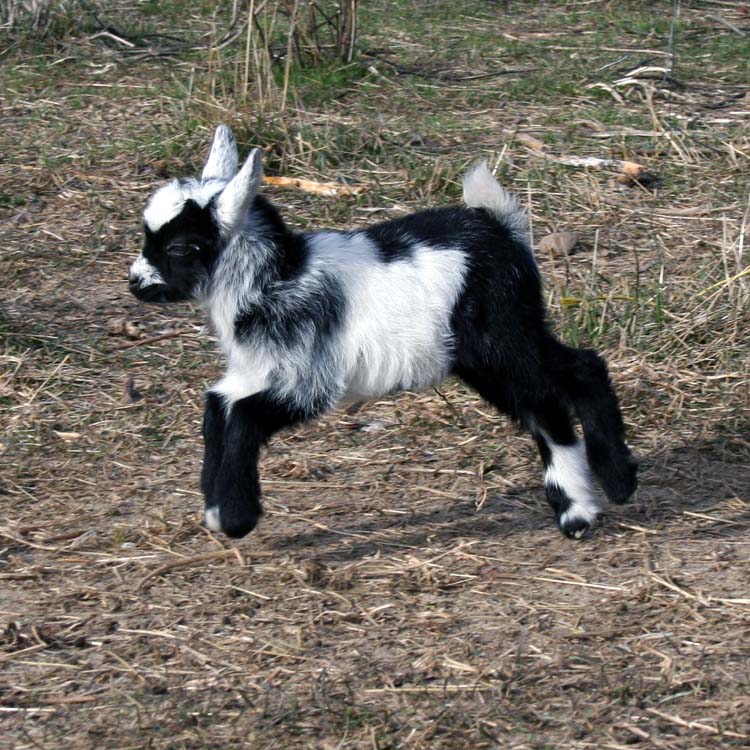 The Maaaaa of Pricilla: It's All Jim, All the Time