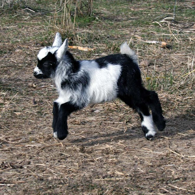 The Maaaaa of Pricilla: It's All Jim, All the Time