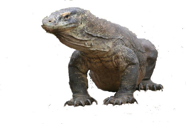 Komodo - The little dragon - Indonesia-trip