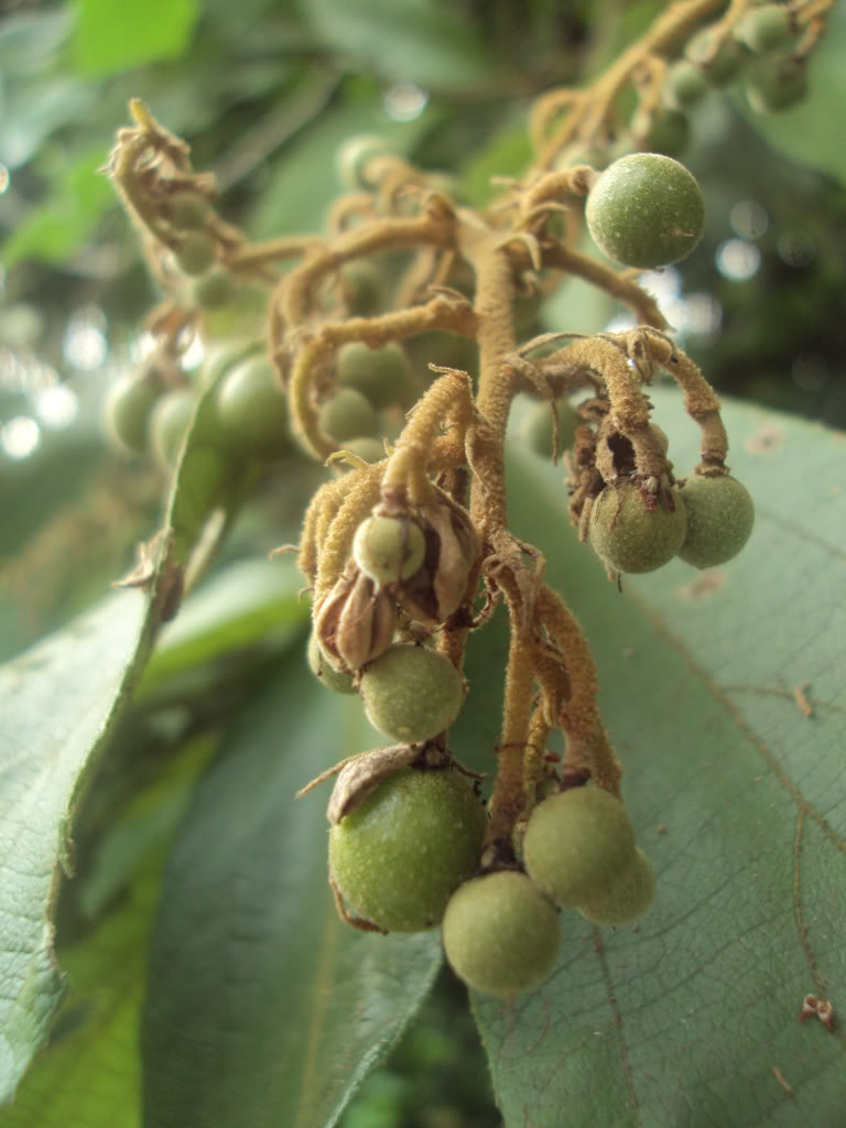 The Plain Yard::..: Plain Cool! - Bedil Buluh (Once Was My Toy)