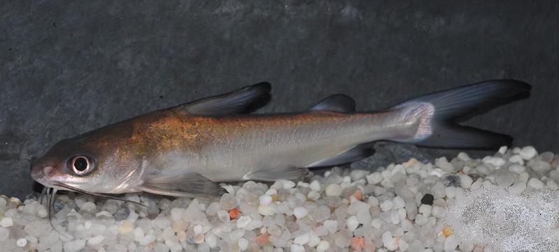 Artes de Pesca: VAMOS A PESCAR PEZ GATO 2ª Parte