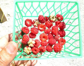 Xtremehorticulture of the Desert: Container Gardening in the Desert Not ...