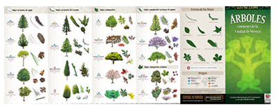 Ecosistemas Urbanos Sostenibles: Los árboles del DF