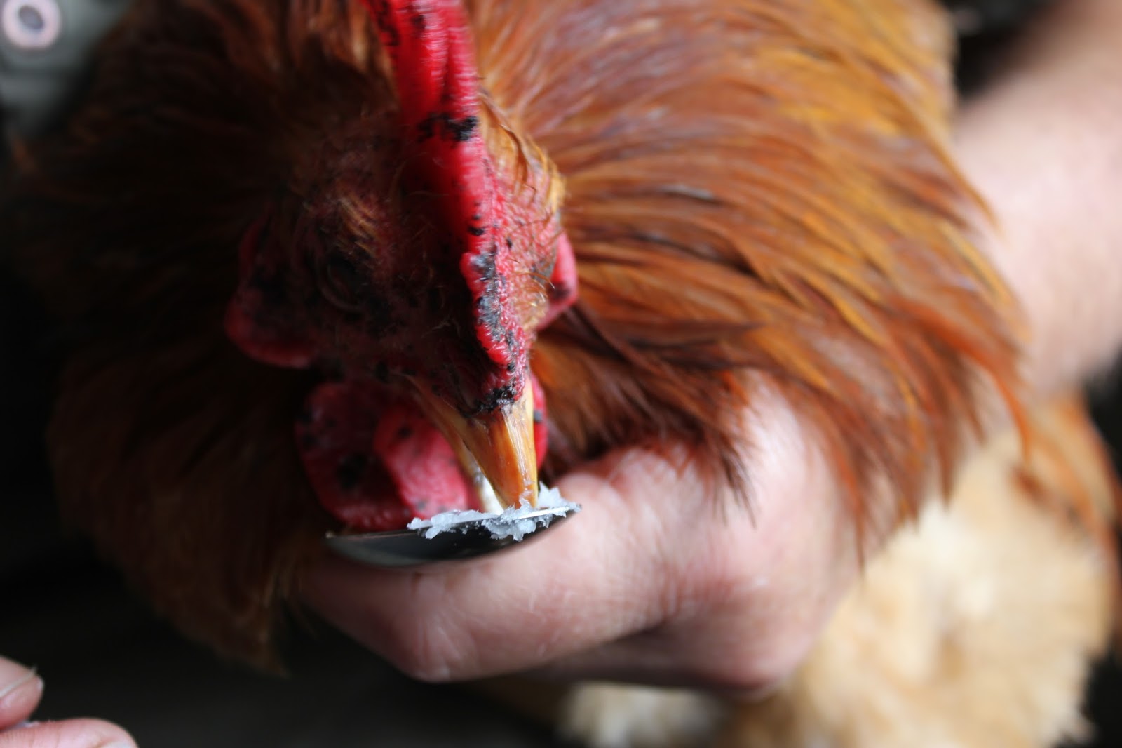 Treating wounds, cuts and abrasions - first aid for organic poultry ...