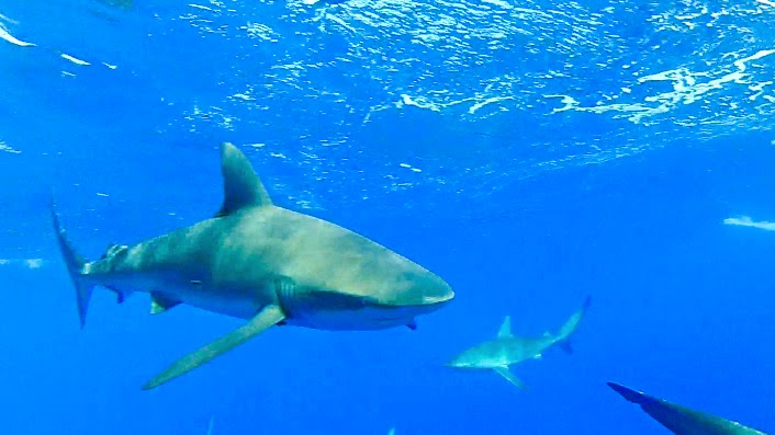 Always Choose Pink: Shark Dive in Oahu