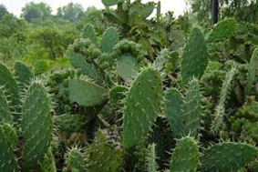 Le Cerveau de l'Enfant et de l'Adolescent: Le Cactus – Propriétés et ...