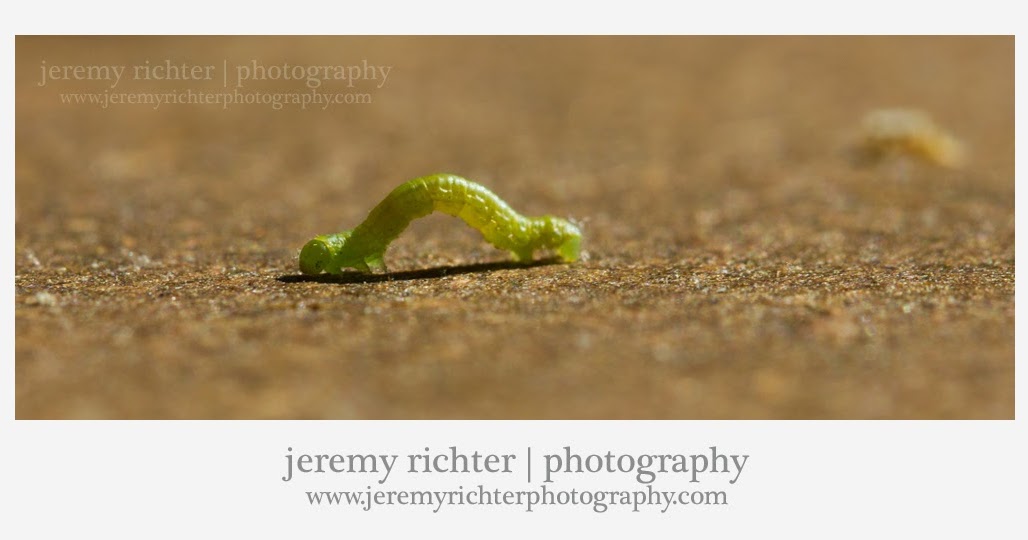 jeremy richter | photography :: blog: An Inchworm, Caterpillar of the ...