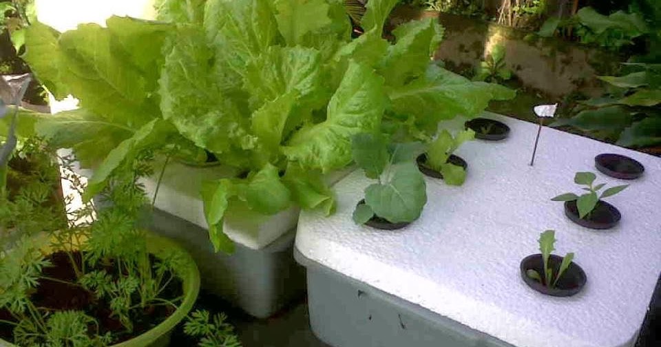 22+ Contoh Tanaman Hidroponik