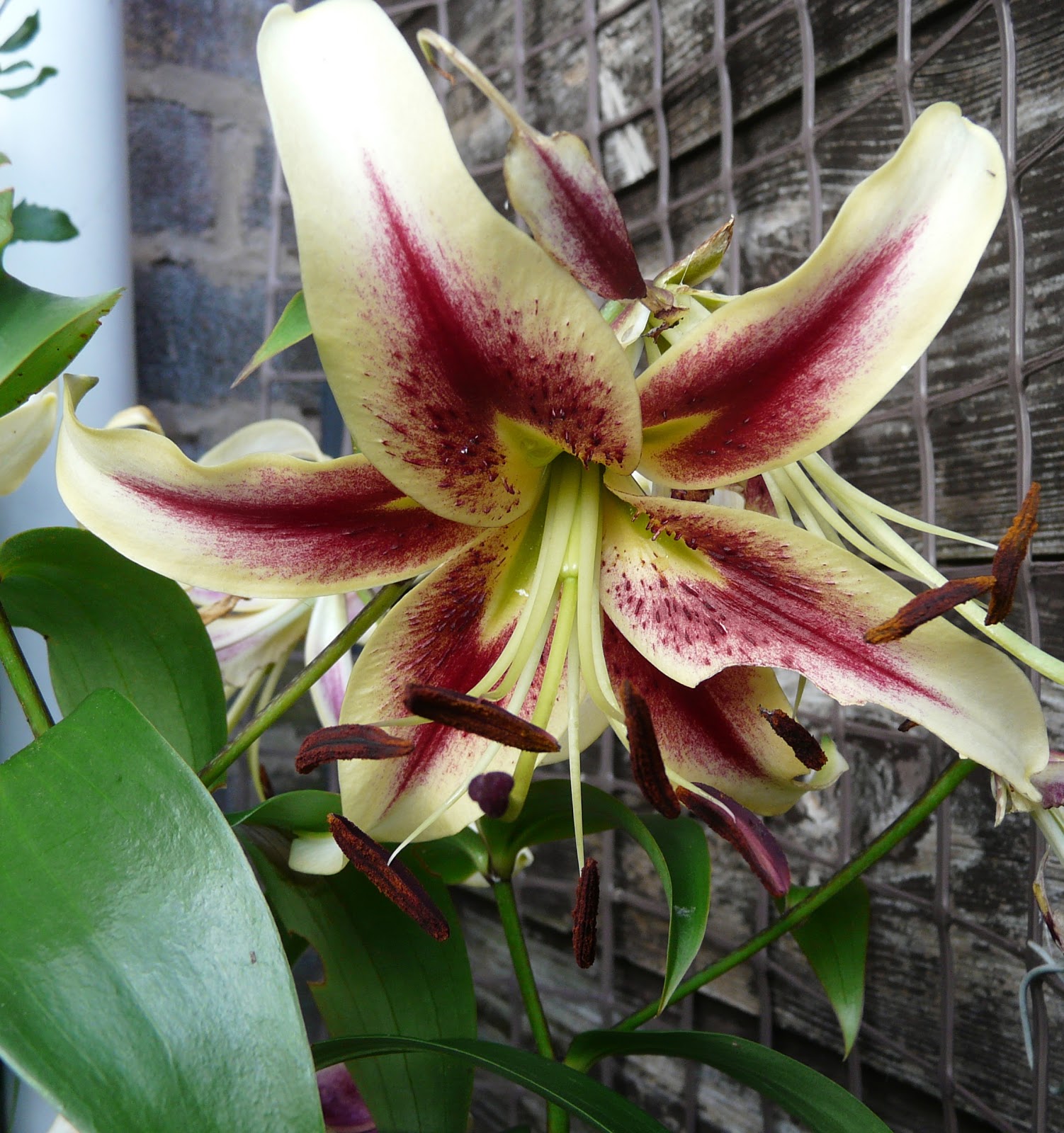 Yorkshire Buddings: Garden Bloggers' Bloom Day - October 2012