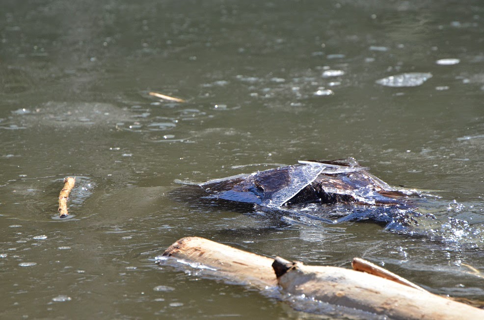 Tales From The Wilds: Beavers Emerge From the Ice