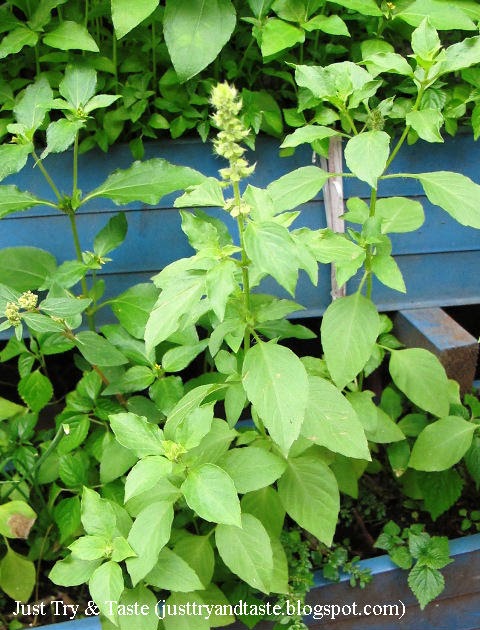 Kemangi, Si Pengharum Masakan | Just Try & Taste