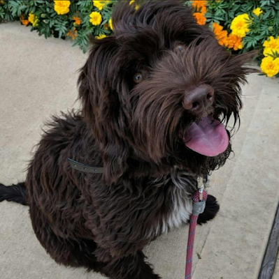 Why Multi-Generational Australian Labradoodles?