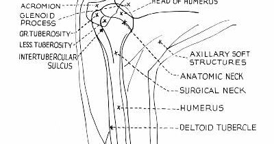 Radiographic positioning: Humerus AP and lateral