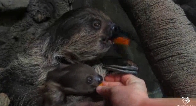 White Wolf : Baby Sloth Eating Breakfast
