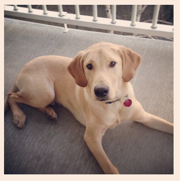 K and R Labradors: Owners and Companions