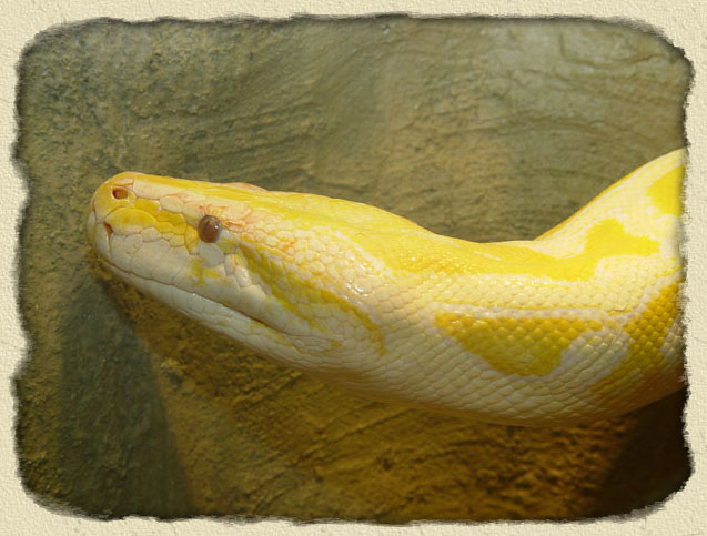 Woof meow rawr: Constrictor