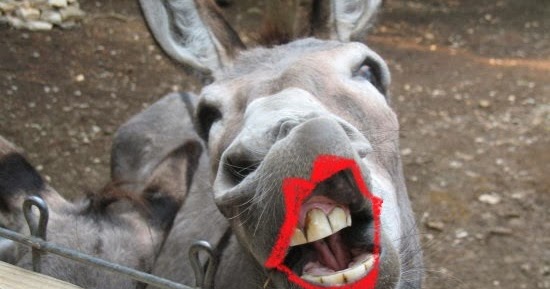 Corrector makeup: Donkey with lipstick