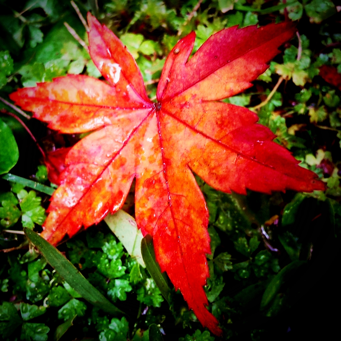 Photo Friday - Signs of Autumn