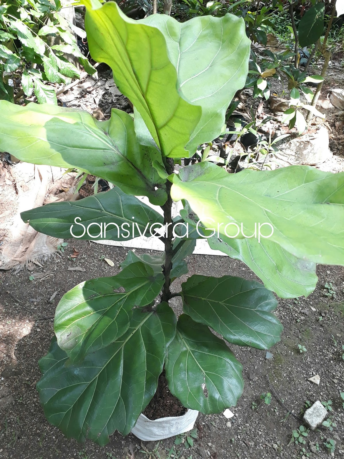 28+ New Jenis Tanaman Hias Indoor Bunga Dalam Ruangan - Pins