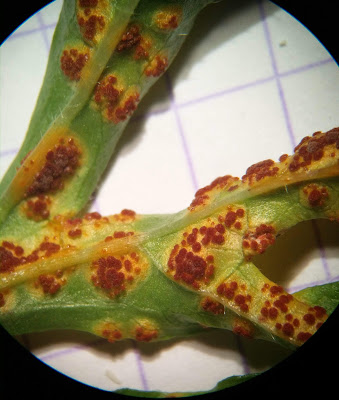 Misidentifying Fungi: A very common rust