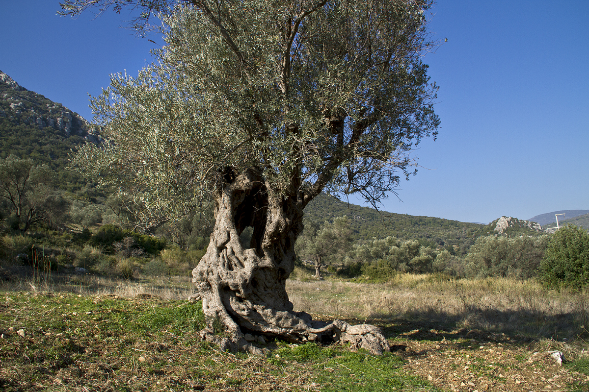 Antiguos OLIVOS del Mediterráneo : TURKEY. Western ANATOLIA, AEGEAN ...